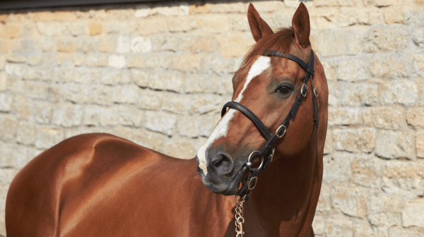 Schiaparelli at the double with Marsh Wren and Mr Bramley - Overbury Stud