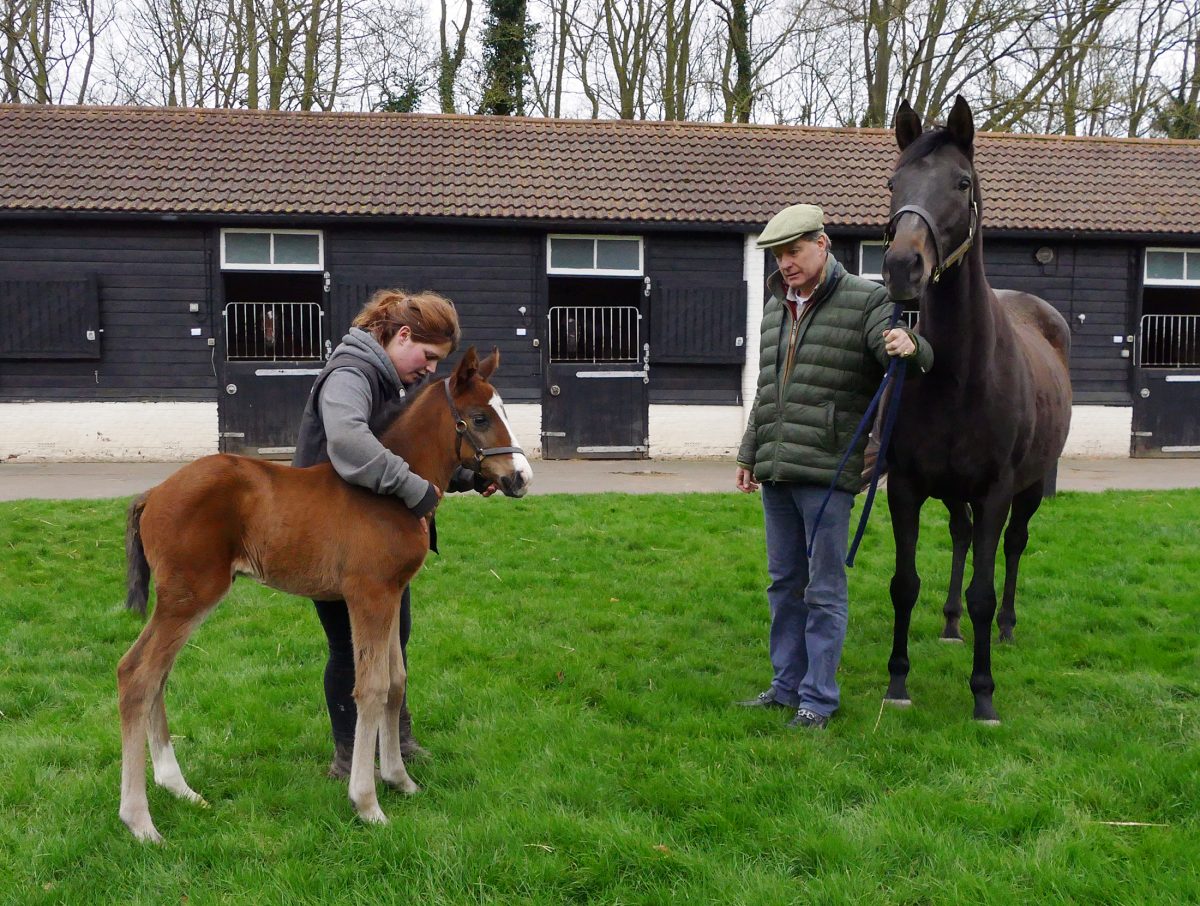 A baby brother for the best British-bred in Hong Kong - Overbury Stud
