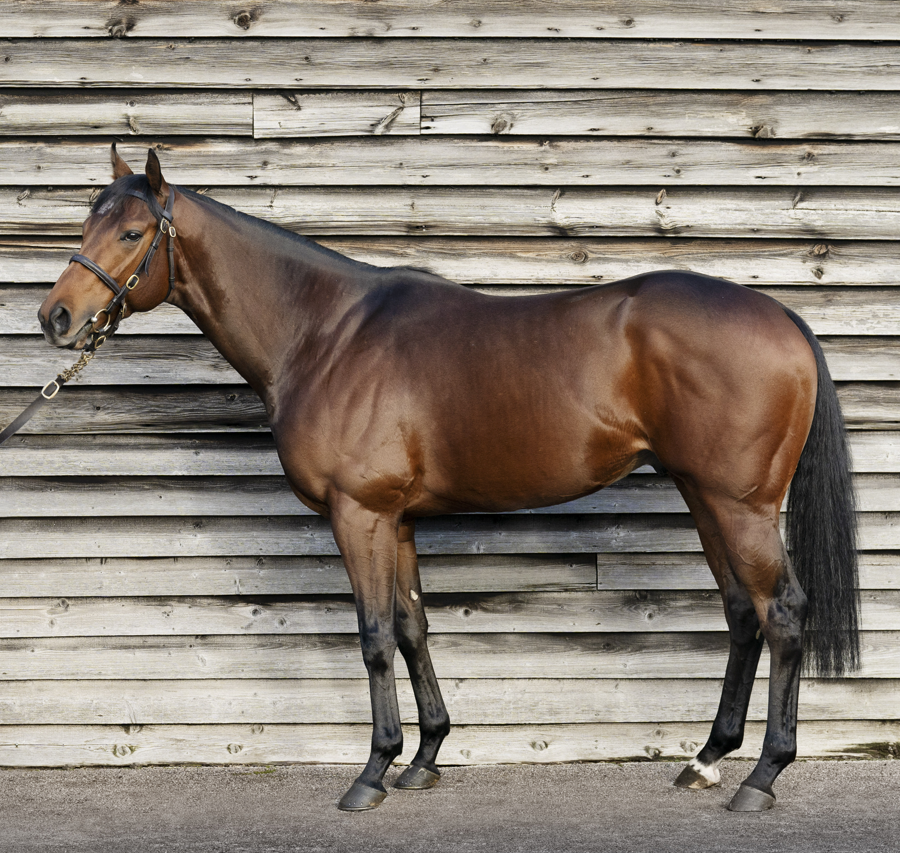 Caturra - Overbury Stud