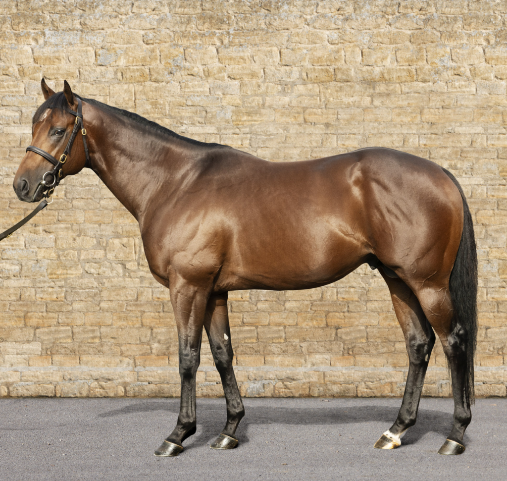 Caturra - Overbury Stud
